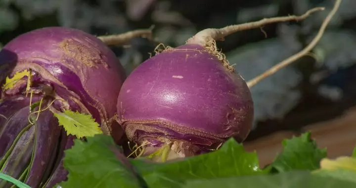 Totul despre nap, leguma uitată